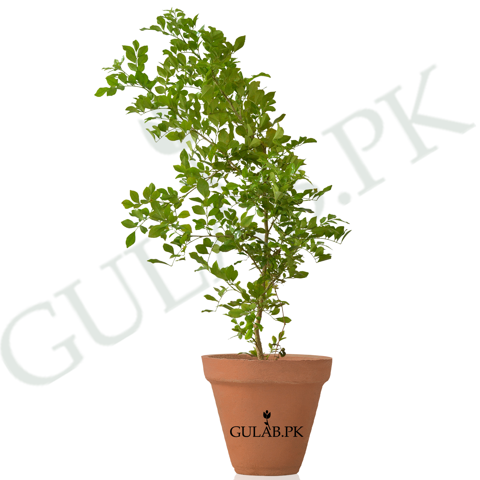 Murraya Plant | Shrub Plant | Gulab.pk