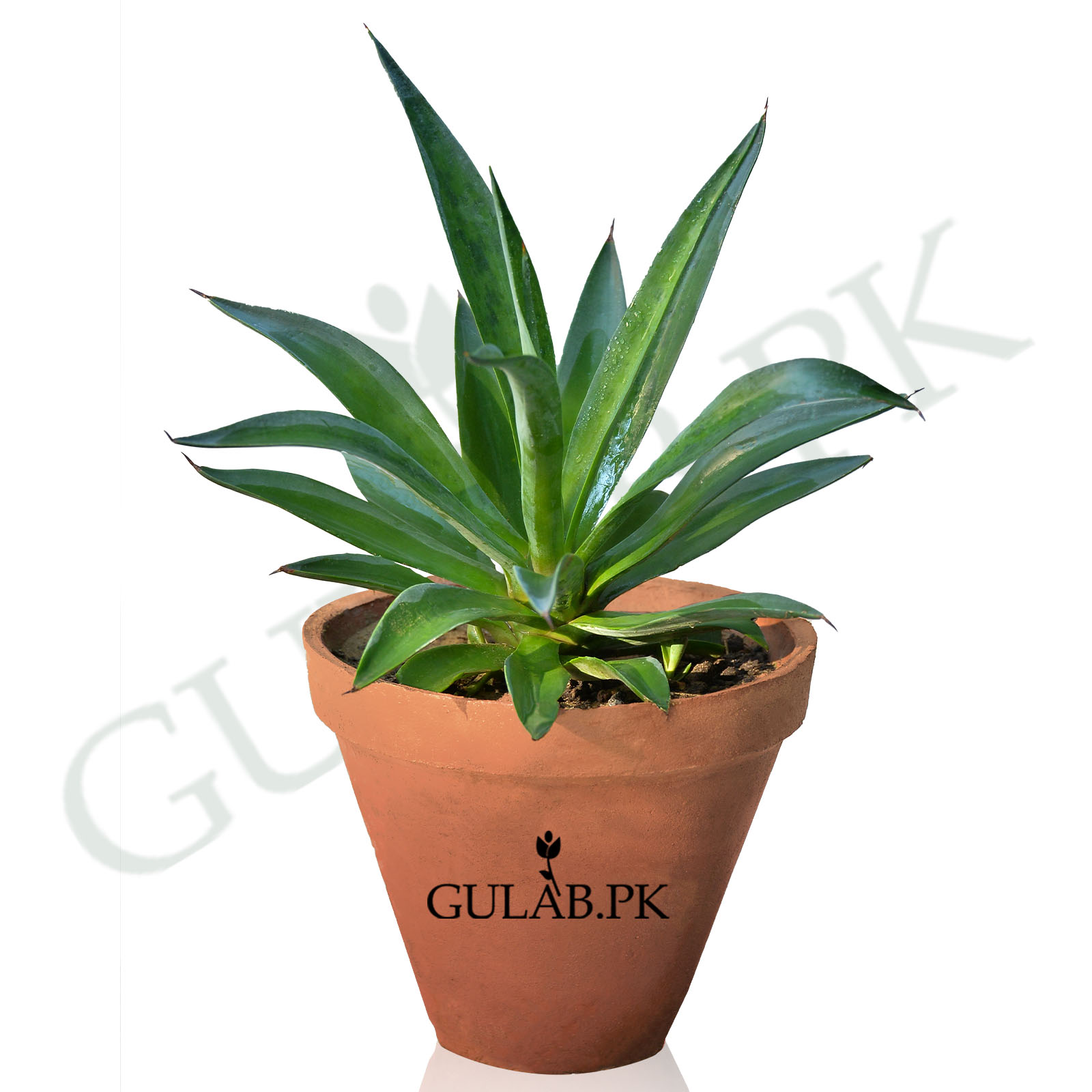 Agave Plant | Succulents | Gulab.pk