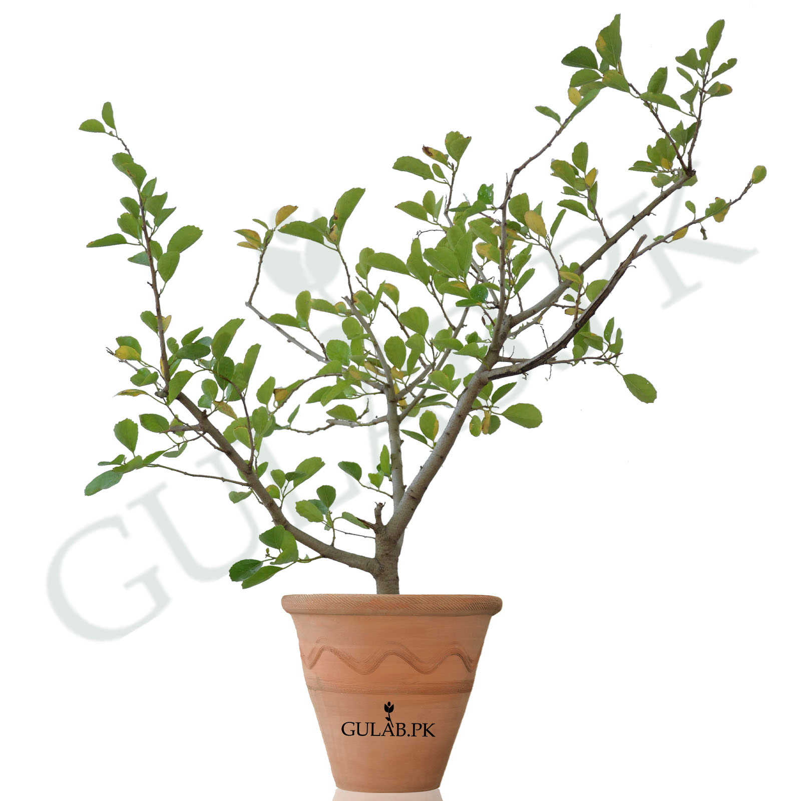 Lasura | Fruit Plants in Pakistan | Online Nursery | Gulab.pk