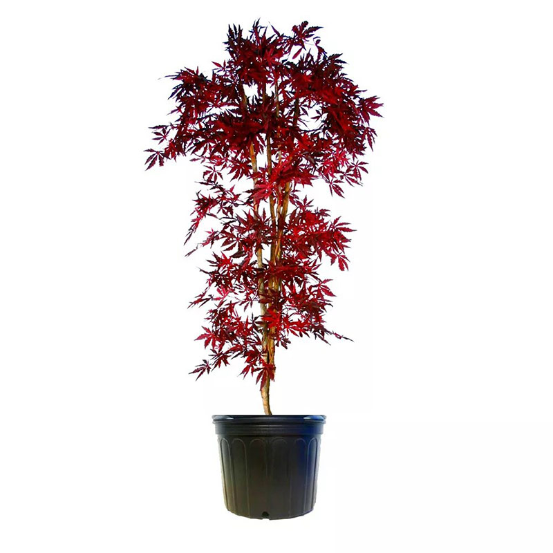 Maple Tree | Tree Plants in Pakistan | Gulab.pk