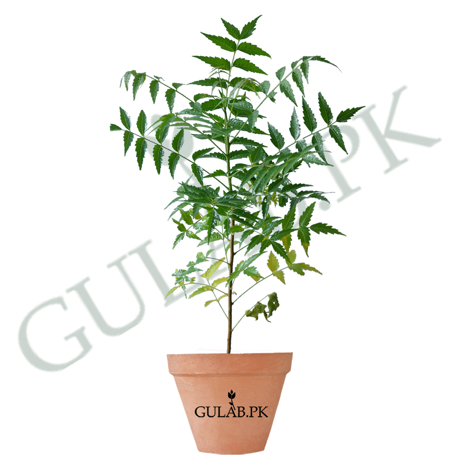 Buy Neem Tree Plant Online in Pakistan | Gulab.pk