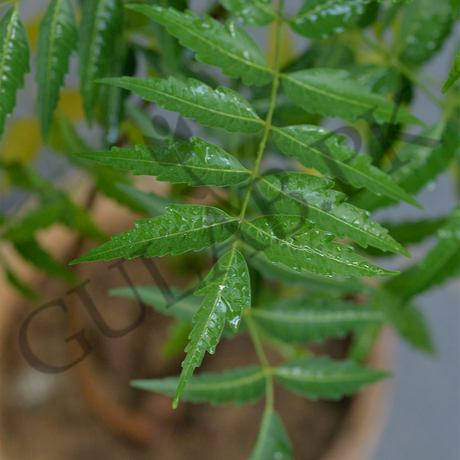 Buy Neem Tree Plant Online in Pakistan | Gulab.pk