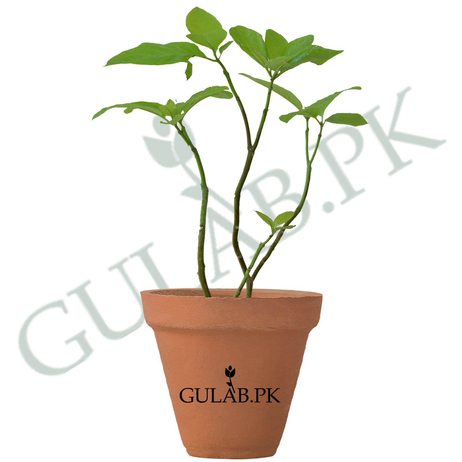 Pisonia Alba | Indoor Plants | Gulab.pk