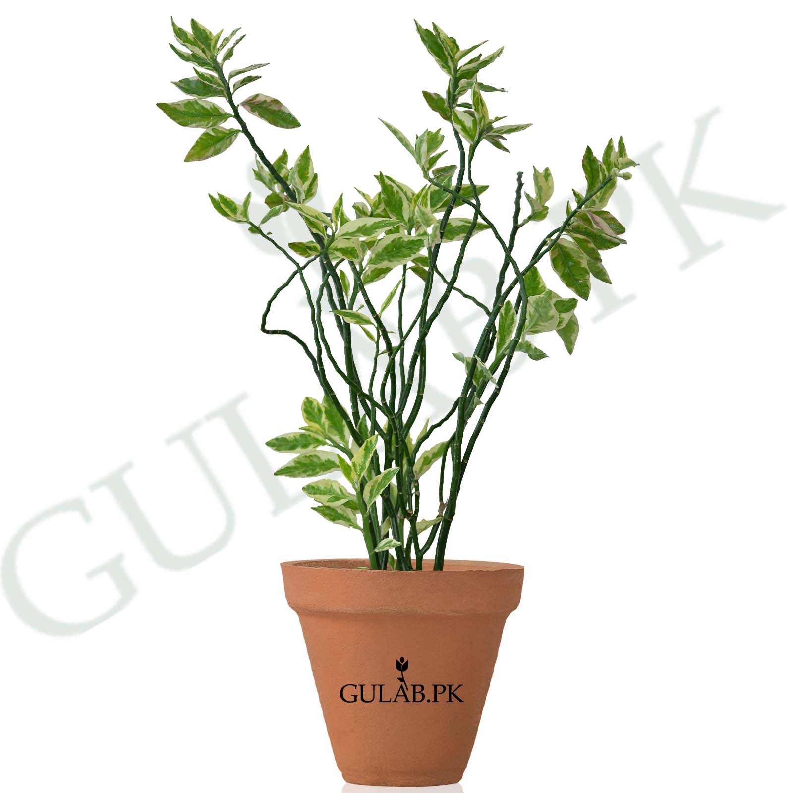 Naagdon | Medicinal Plants | Gulab.pk