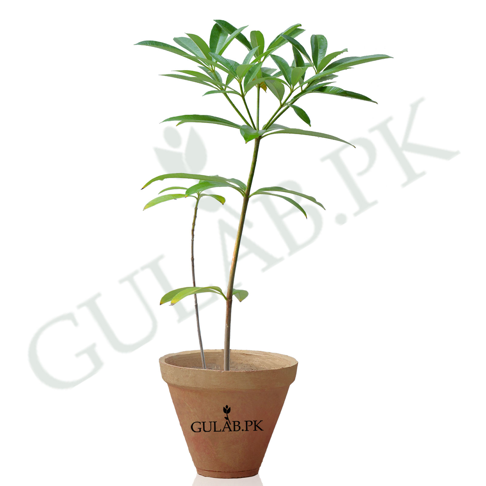 Alstonia Tree | Flowering Trees | Gulab.pk