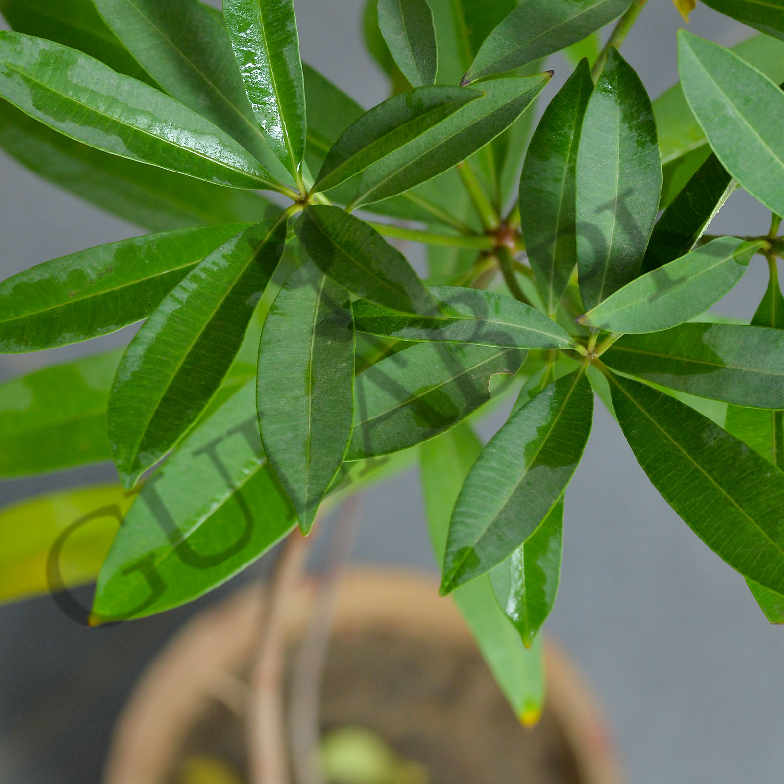 Alstonia Tree | Flowering Trees | Gulab.pk