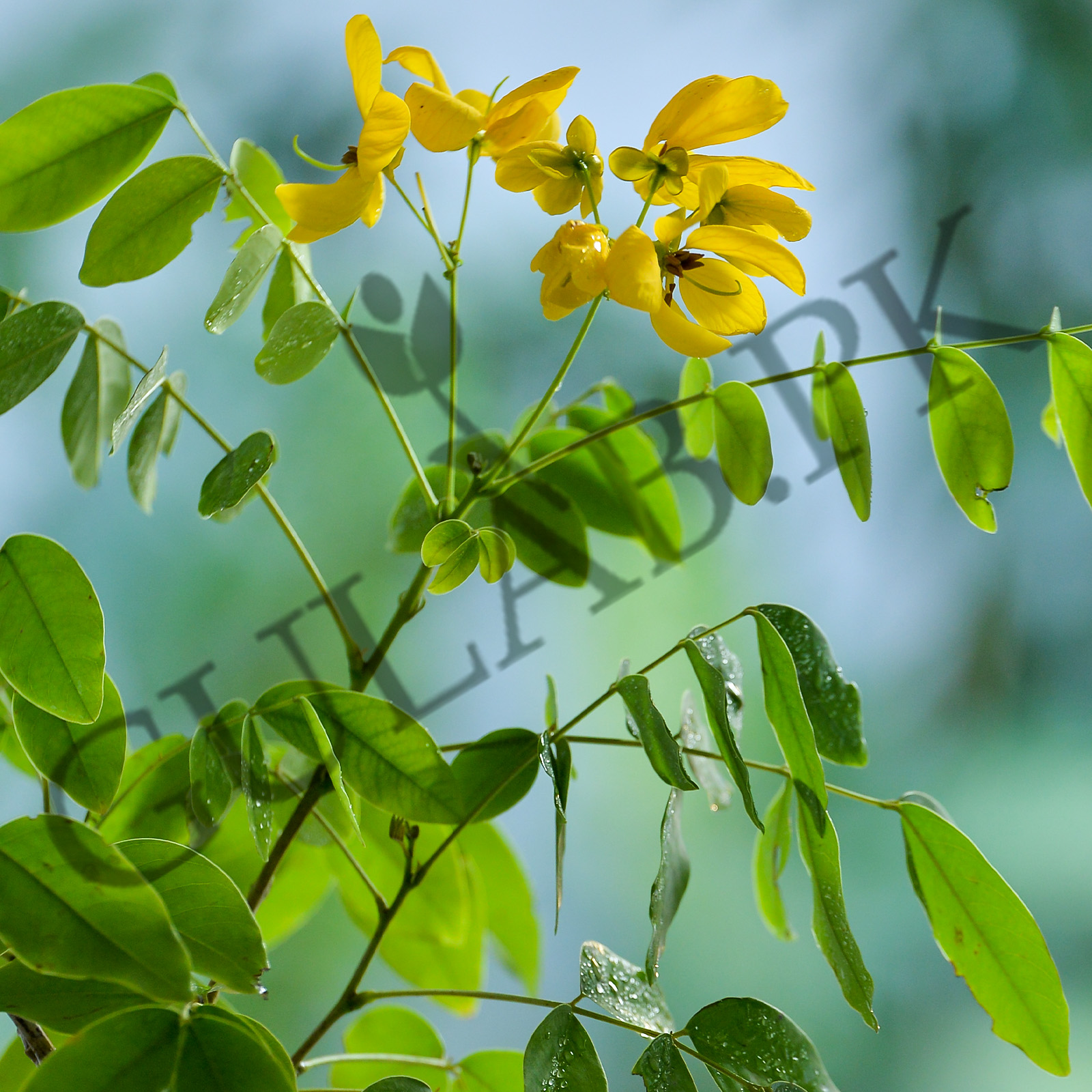 Amaltas | Flowering Trees | Gulab.pk