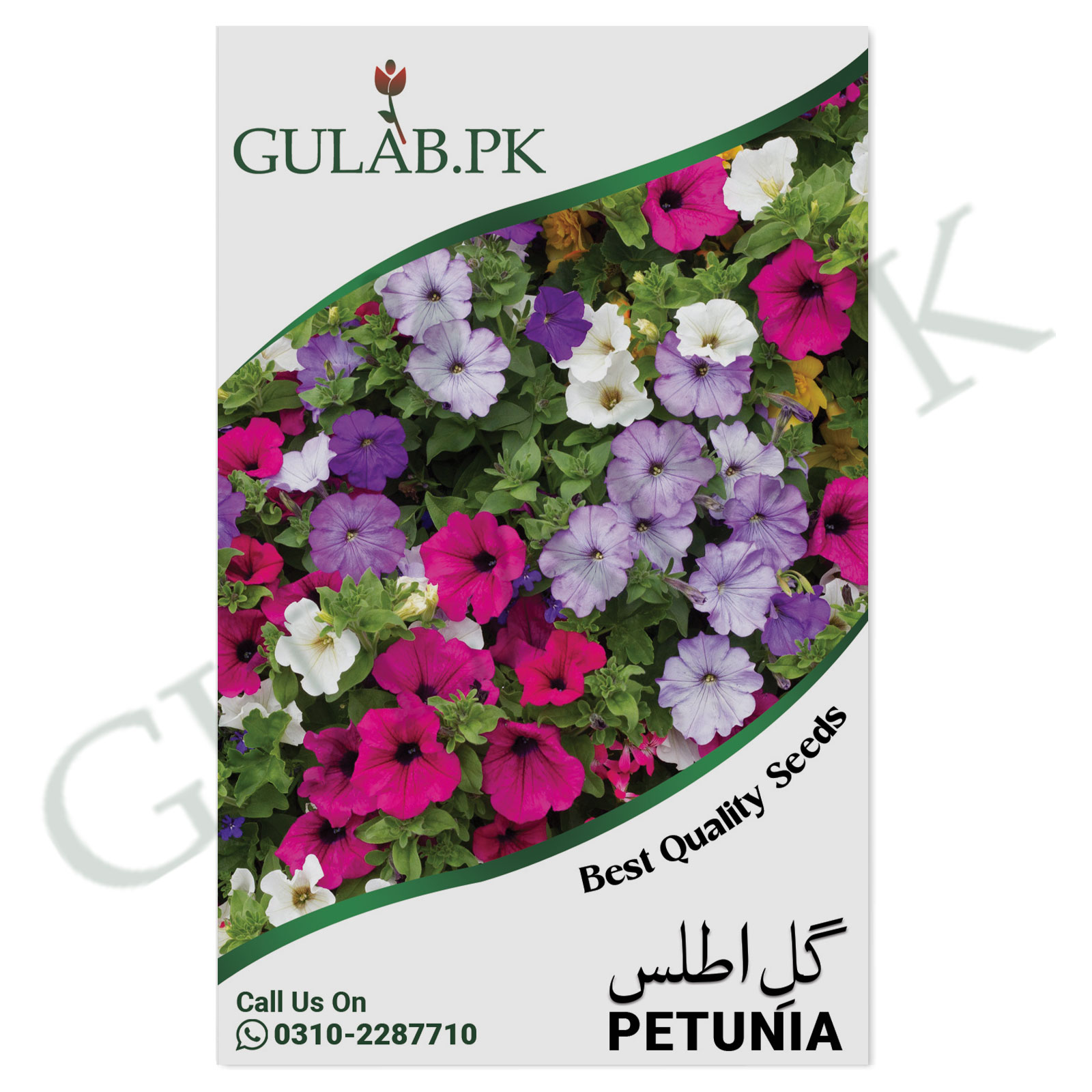 Petunia F-1 Falcon Flower Seeds | Gulab.pk
