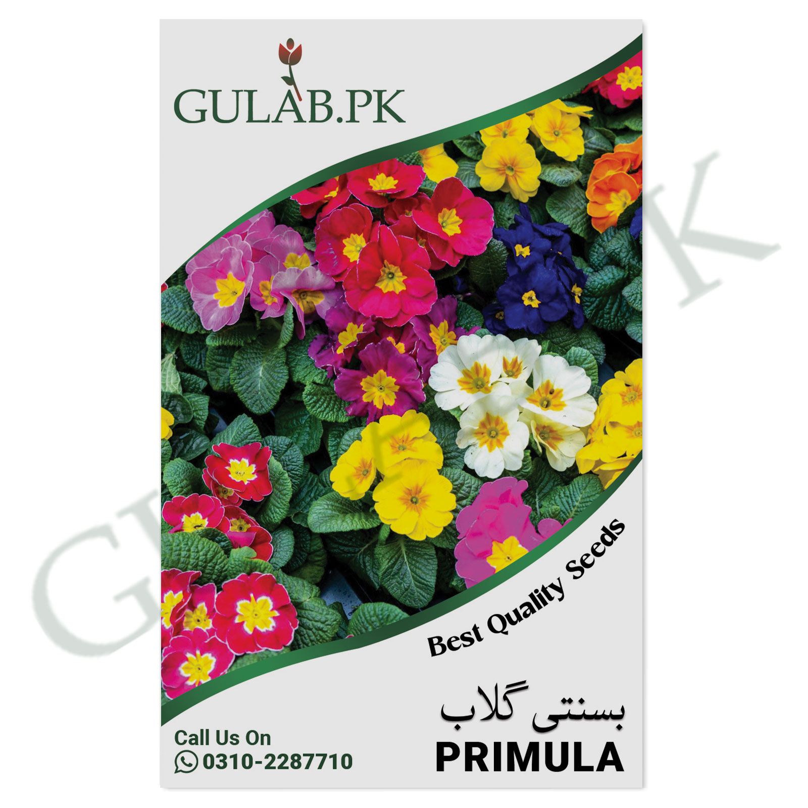 Primula Flower Seeds | Gulab.pk
