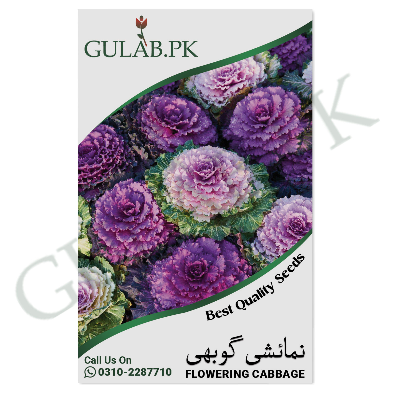 Flowering Cabbage Seeds | Flower Seeds | Gulab.pk