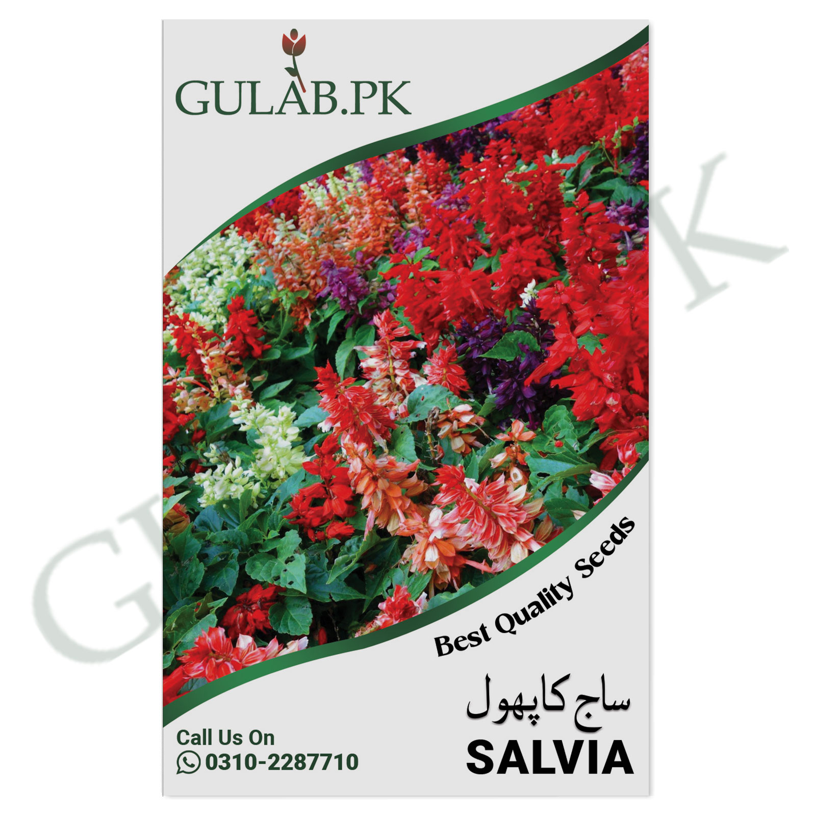 Salvia Flower Seeds | Gulab.pk