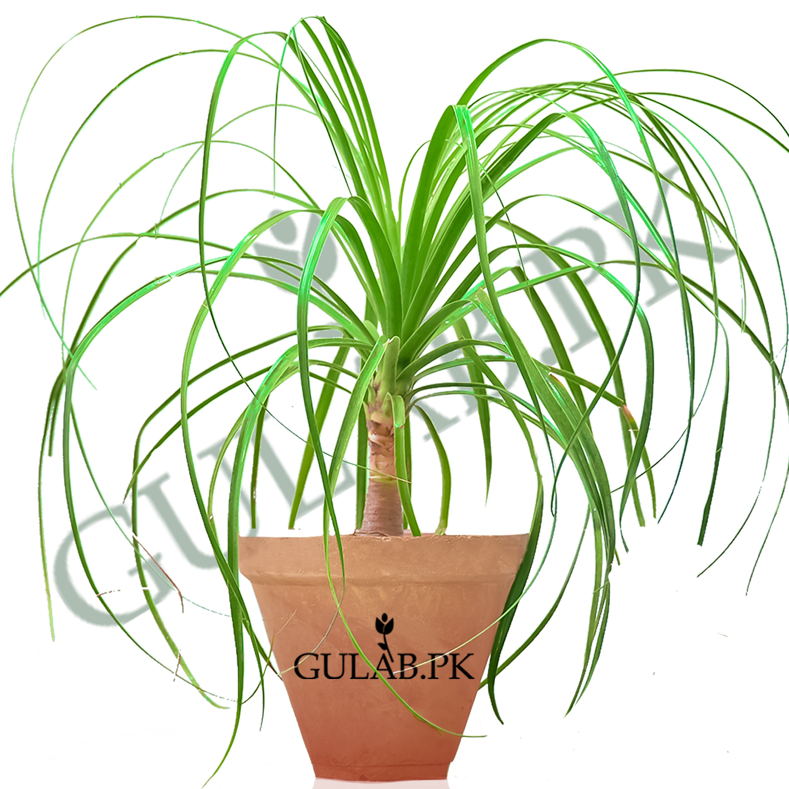 Ponytail Palm Plant | Indoor Plant | Gulab.pk