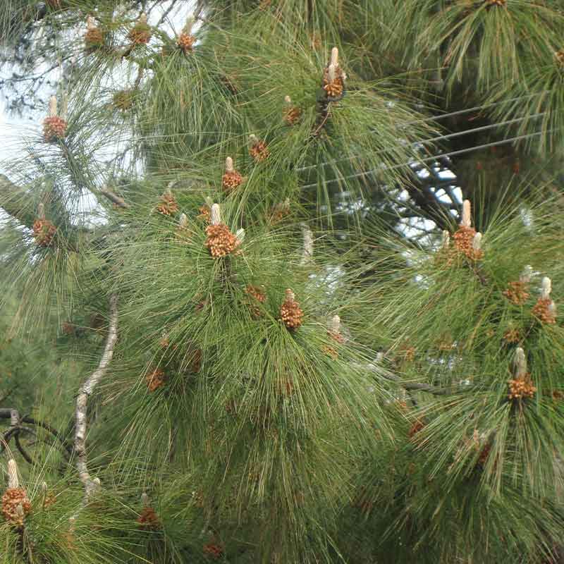 Chir Pine | Tree Plants in Pakistan | Gulab.pk