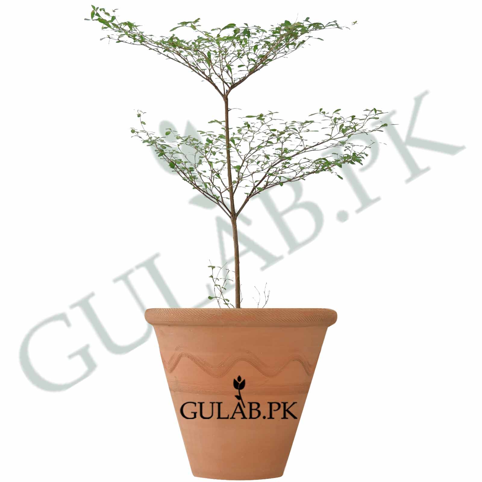 Terminalia Green | Trees | Gulab.pk